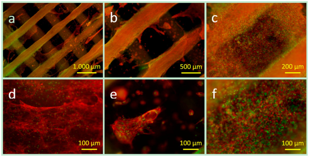 Fluorescence-image-cytoskeleton-nuklei › GeSiM Bioinstruments and ...