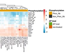 RPPA for Quantification of Phosphoproteins in Tissues